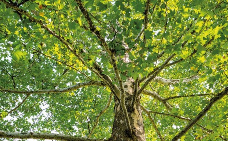 Il verde che vale - Comune di Modena